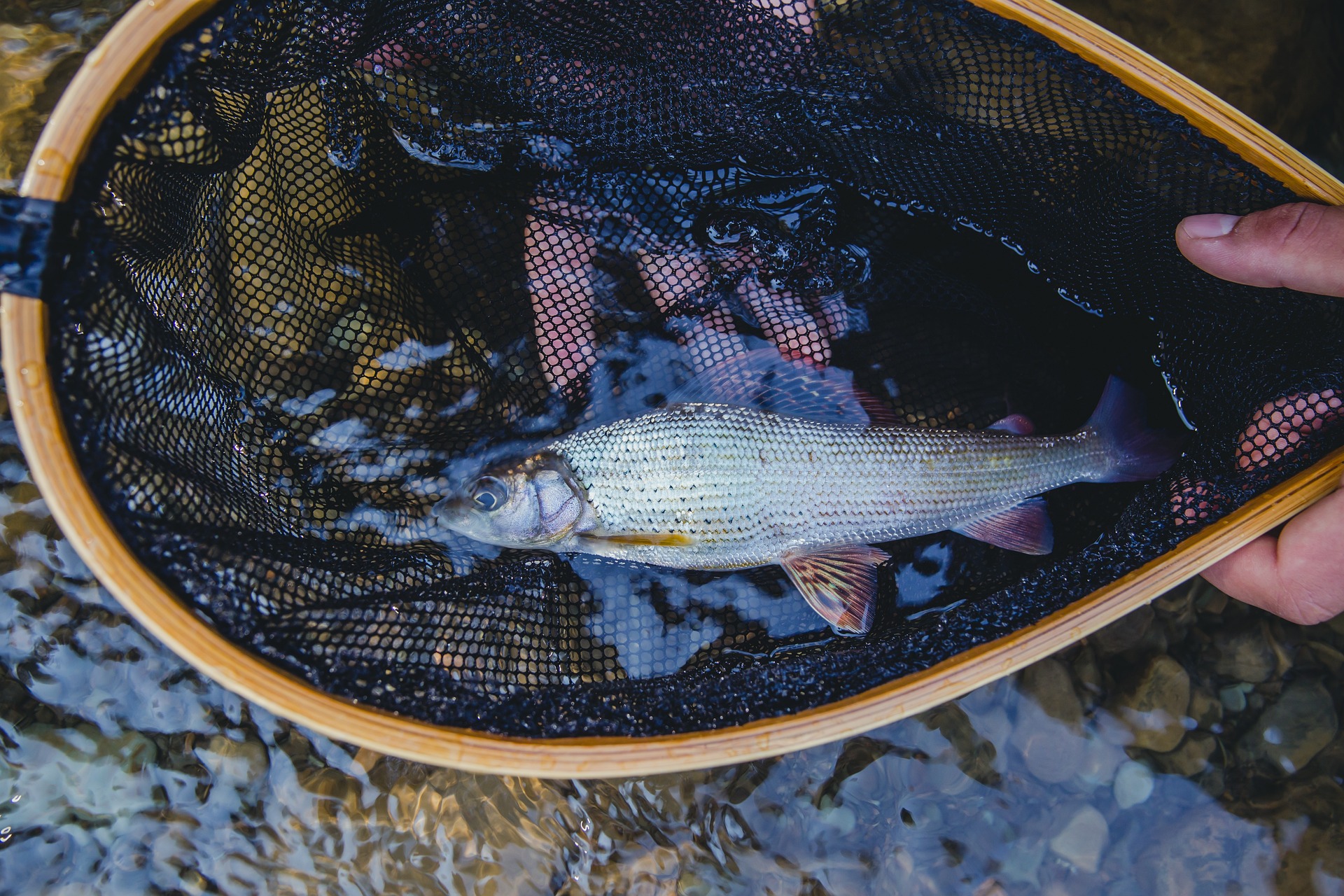 Improving California Fish Passage Through Partnership - California Fish ...