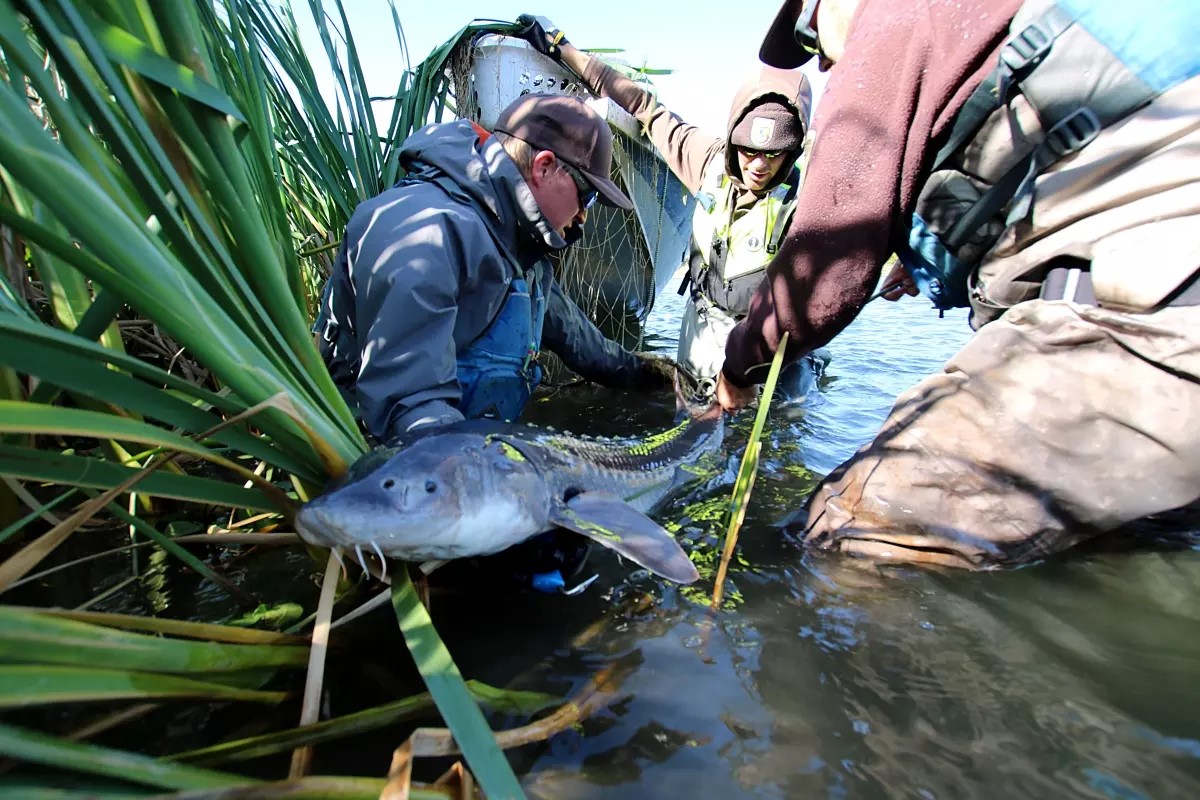 Designing for Sturgeon Passage in the San Joaquin River at Eastside ...