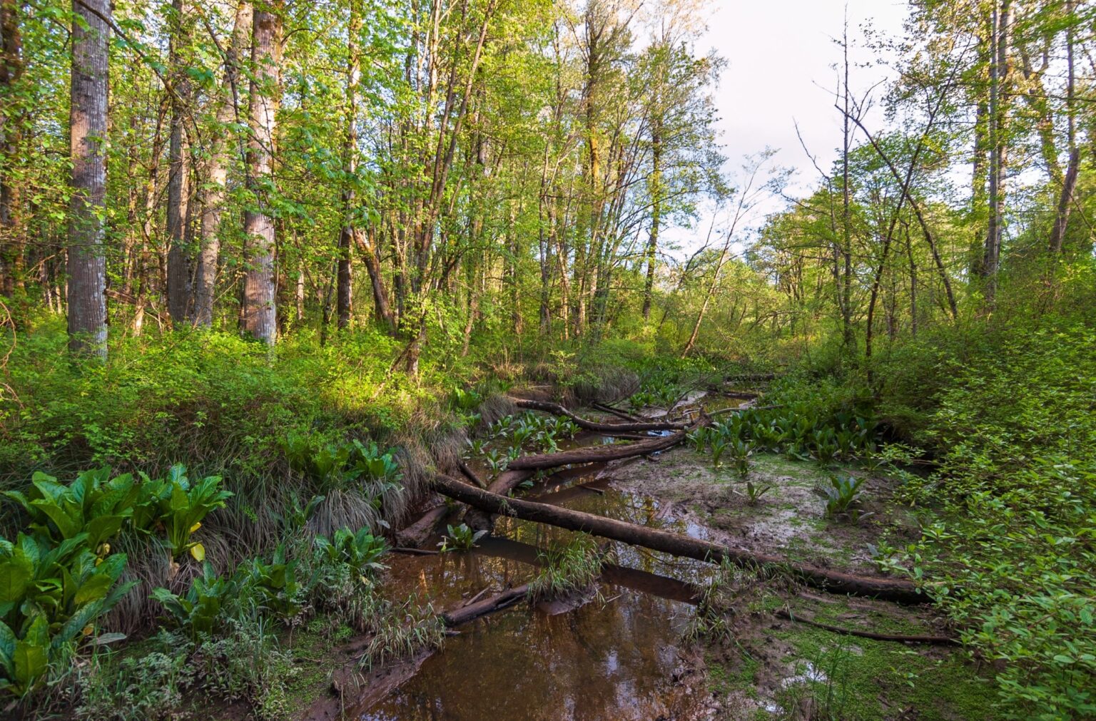 Pennington Creek Steelhead Barrier Removal Project - California Fish ...